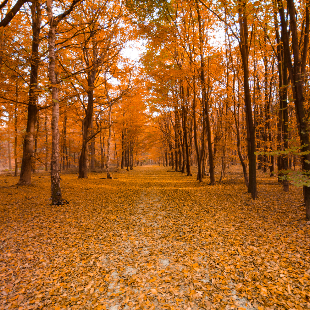 Your Fall Financial Checklist | FinPowered Female Blog